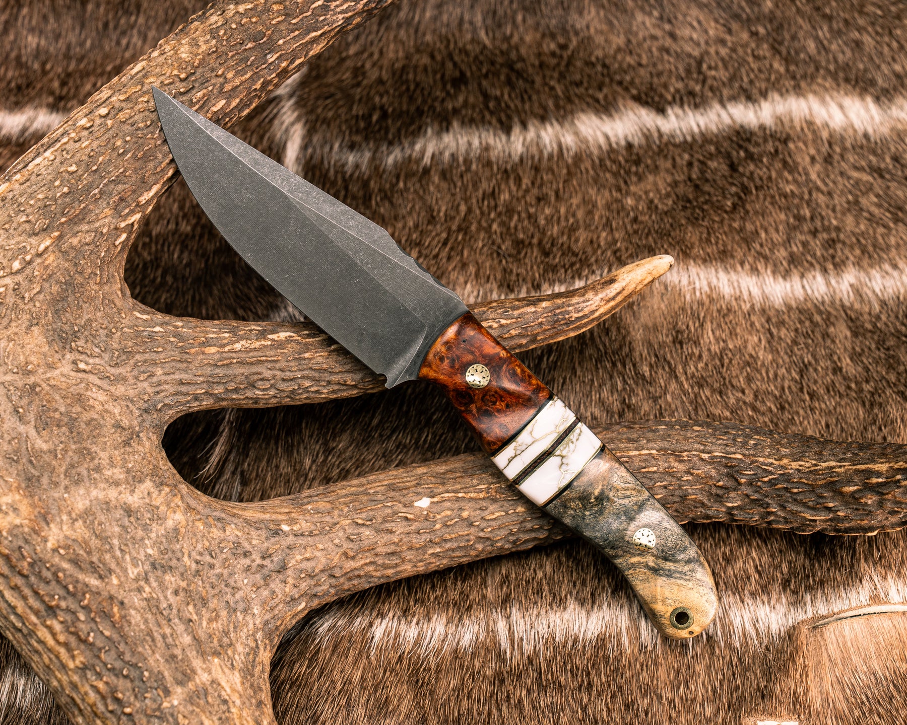 Drop Point Scalper- Amboyna Burl, Black G10 and Brass Pin Striping, Wh ...